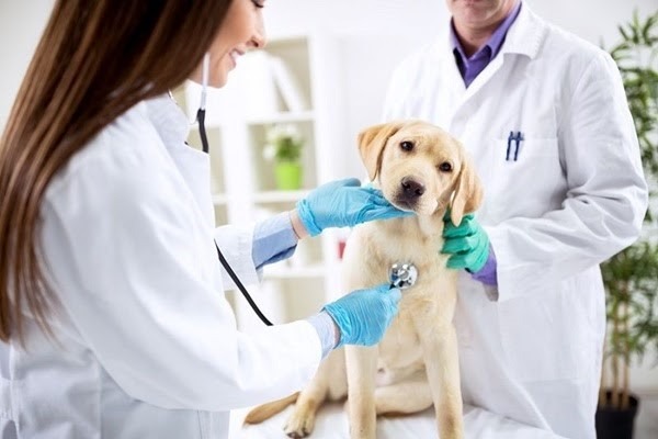 Bệnh Addison ở chó là gì? Cách điều trị và chăm sóc hiệu quả - Bệnh ...