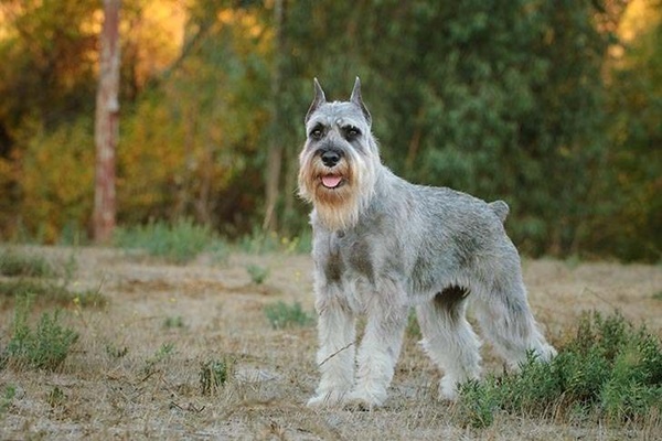 Những thông tin đáng chú ý về loài chó Schnauzer - Bệnh viện Thú Y Thi ...