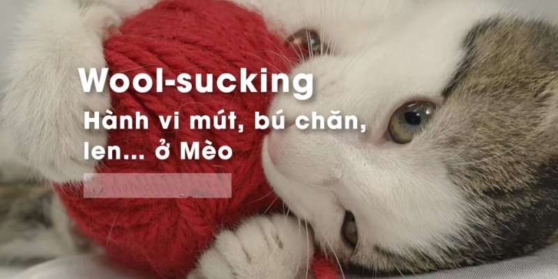 Nguyên nhân và cách chữa trị hành vi mút len ở mèo - Bệnh viện Thú Y ...
