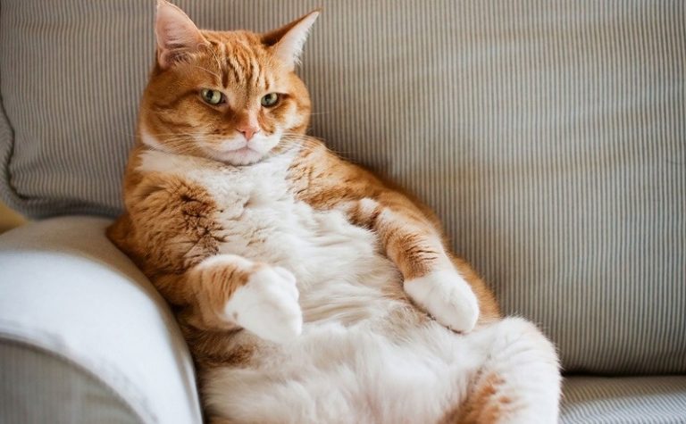 Vì sao rất nhiều mèo bị béo phì và tiểu đường? - Bệnh viện Thú Y Thi ...