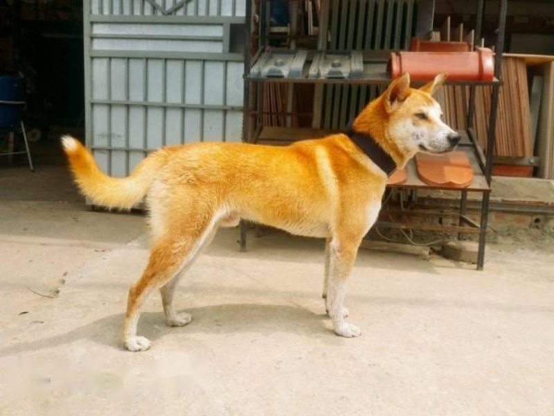 Khám phá giống chó Dingo Đông Dương - Bệnh viện Thú Y Thi Thi TP HCM