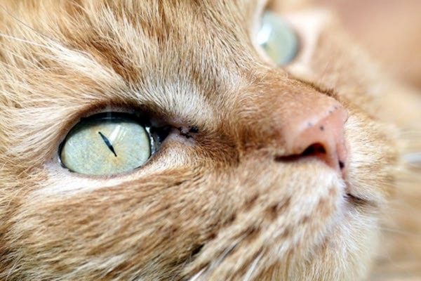7 sự thật không phải ai cũng biết về mắt mèo - Bệnh viện Thú Y Thi Thi ...
