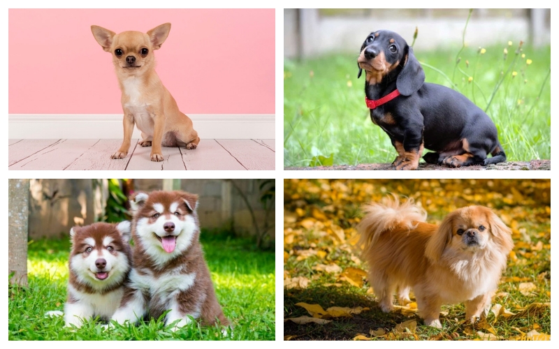TOP 5 giống chó cảnh đẹp dễ nuôi - Bệnh viện Thú Y Thi Thi TP HCM