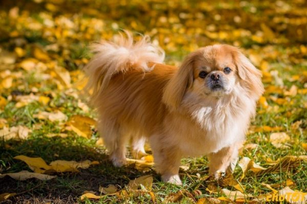 TOP 5 giống chó cảnh đẹp dễ nuôi - Bệnh viện Thú Y Thi Thi TP HCM