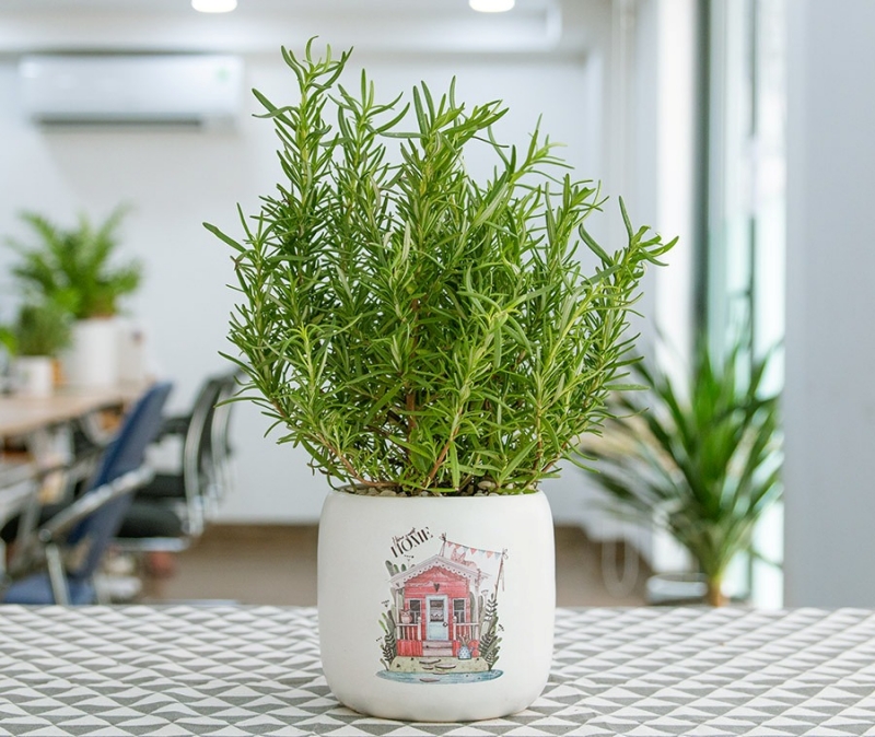 Cách trị bọ chét cho thú cưng đơn giản và hiệu quả - Bệnh viện Thú Y ...