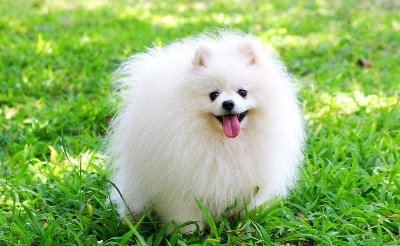 Top 5 giống chó mini cute dễ nuôi trong nhà - Bệnh viện Thú Y Thi Thi ...