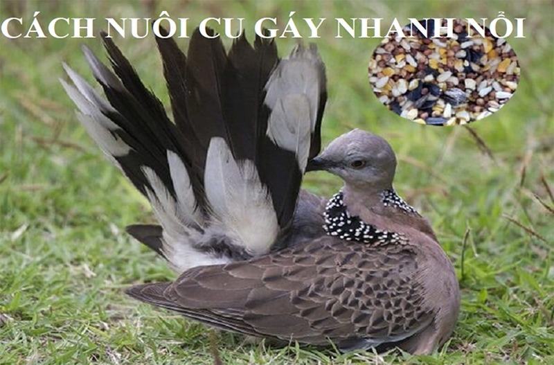 Hướng dẫn cách nuôi chim cu gáy nhanh bổi, khỏe mạnh - Bệnh viện Thú Y ...