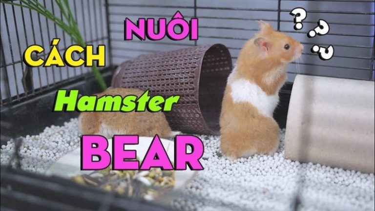 Hướng dẫn nuôi chuột hamster bear - Bệnh viện Thú Y Thi Thi TP HCM