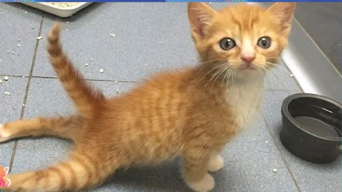 Dấu hiệu nhận biết mèo bị dị tật cột sống - Bệnh viện Thú Y Thi Thi TP HCM