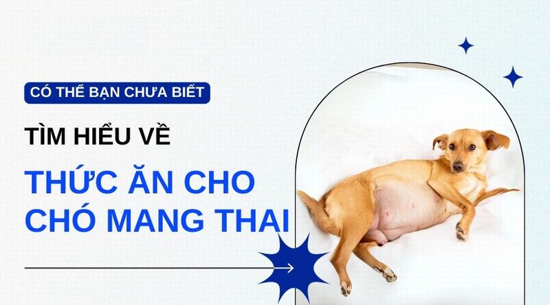 Chó mang thai cần thực phẩm gì? - Bệnh viện Thú Y Thi Thi TP HCM